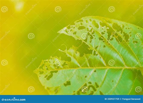 Image Of The Leaf Surface Is Eaten By Insects Stock Image Image Of