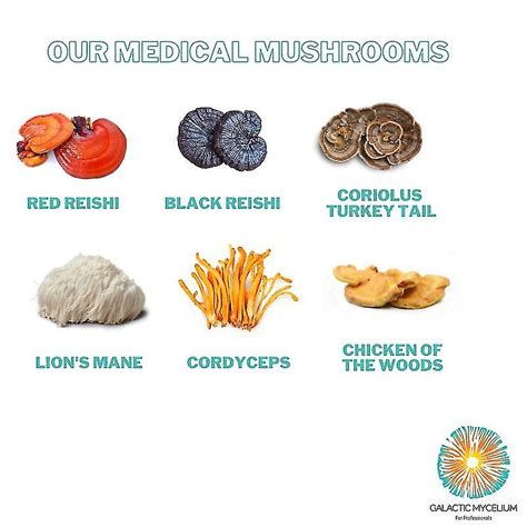 Shiitake Mushroom Liquid Culture 5 Cc Liquid Syringes Agaricus Edodes