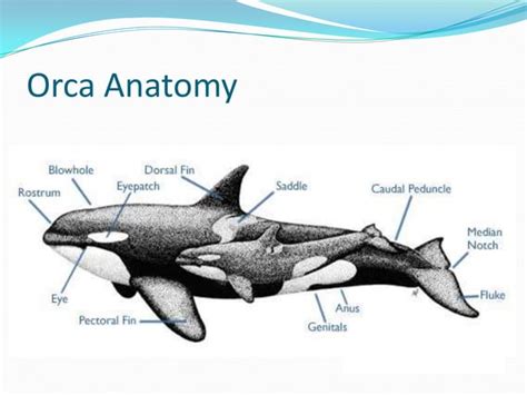 Echolocation And Bioacoustics In Orcinus Orca Pptx