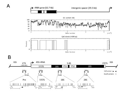 Map Of A Human 43 Kb Rdna Repeat A The Transcription Start Sites Of