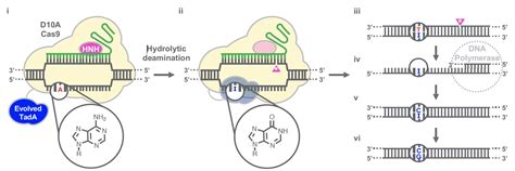 A New Generation Of Adenine Base Editors Improves Editing In Primary Human Cells