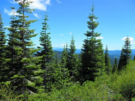 El Pino Pinus Pertenece Al Grupo De Las Coníferas Y Habita En Bosques