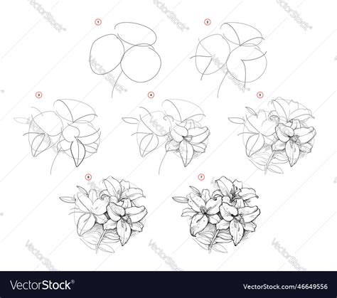 Page Shows How To Learn Draw Sketch The Lilies Vector Image