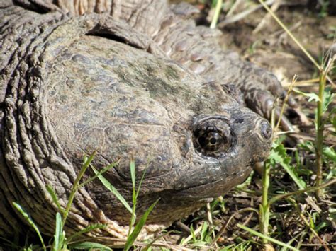 Common Snapping Turtle