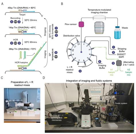 Dna Barcodes Enable High Throughput Rna And Protein Detection In Deep Tissue
