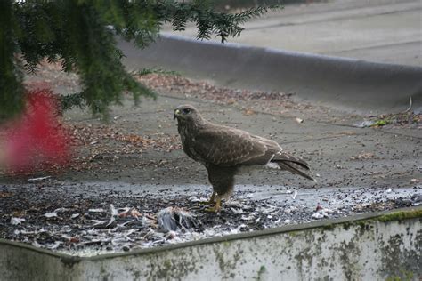 Buzzard Bird Raptor - Free photo on Pixabay