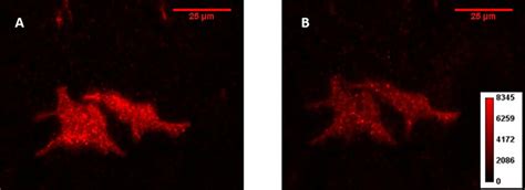 The Fluorescence Intensity Comparison Directly After Conversion A