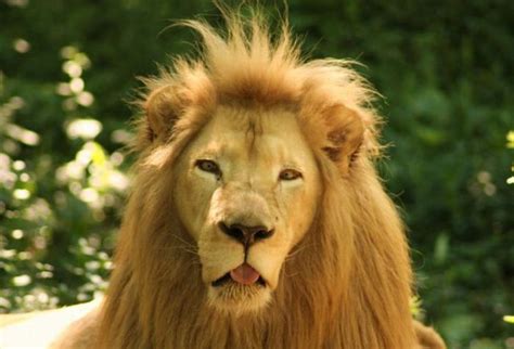 Aslan Max In Tipinin Giderek Kaymasi Uludağ Sözlük