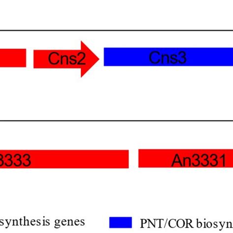 A The Biosynthesis Gene Cluster Of Pnt And Cor In The Cordyceps