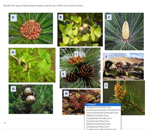 Solved Identify The Type Of Gymnosperm Plant And The Sex Of