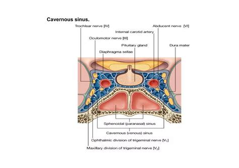 Cavernous Sinus Anatomy Pdf