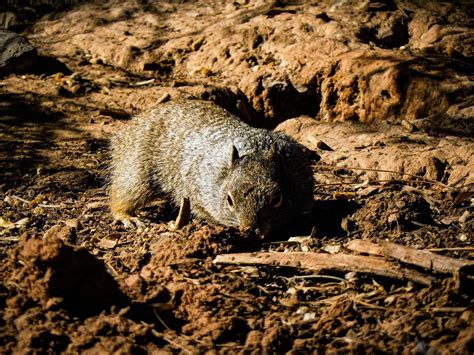 Ground Squirrel Southern Utah R Squirrels