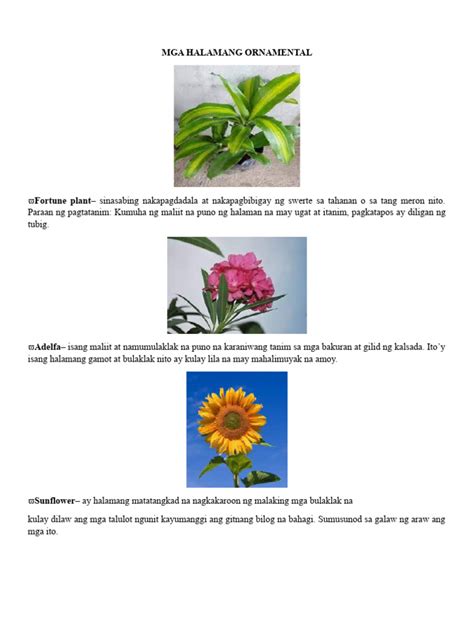 Mga Halamang Ornamental Pdf