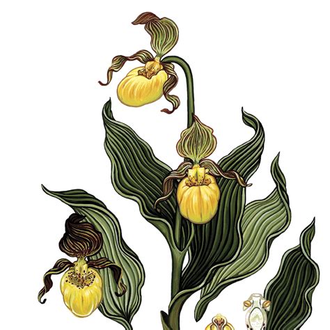 Native Orchids Lady Slipper — Scout Paper Goods
