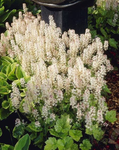 Tiarella Wherryi Foam Flower
