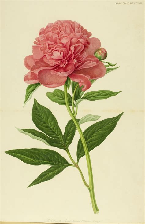 Lets Modernize The World Together Botanical Drawings Flower