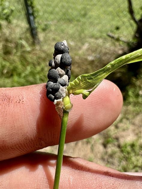 Texas Wintergrass Fungus From Military Pkwy Dallas Tx Us On May 17