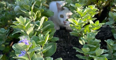 ごく私的な俳句史｜yukari Watanabe Iris