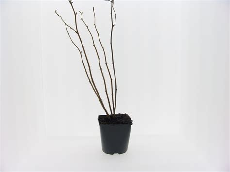 Rubus Idaeus Phenomen Planten Eenvoudig Online Bestellen