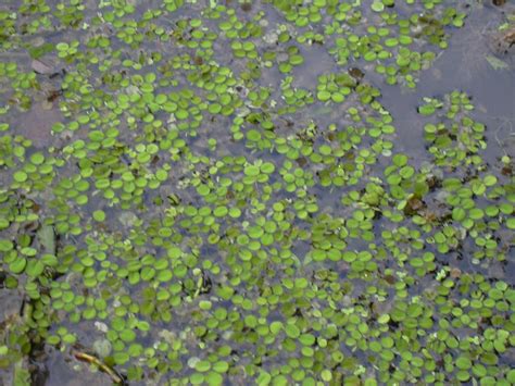Salvinia minima - UF/IFAS Assessment - University of Florida, Institute ...