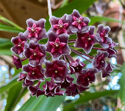 Wax Plant Hoya Pubicalyx Royal Hawaiian Purple In The Hoyas