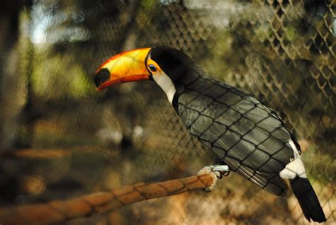 Más De 500 Imágenes Gratis De Tucan Y Tucán Pixabay