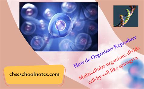Cbse Class 10 Science Chapter 8 How Do Organisms Reproduce Very Short