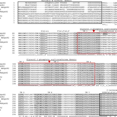 Multiple Amino Acid Sequence Alignment Of Adipor2 Alignment Of Black