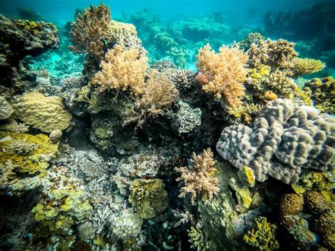 Guía De Viaje Para La Isla De Corón Reserva En Canarias
