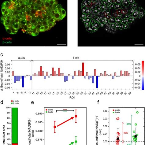 From Flim Imaging To Single Cell Metabolism A Immediately After 167 Mm