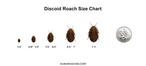 Discoid Roaches Dubia Alternative