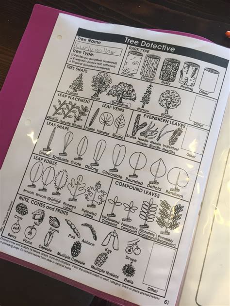 Tree Identification Worksheet