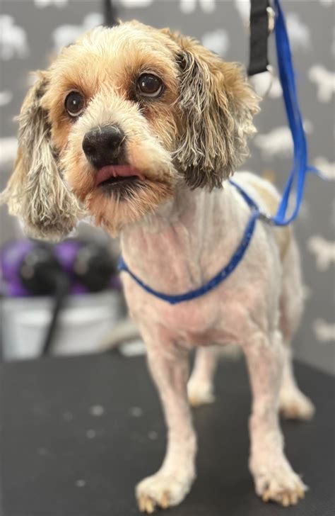 Mobile Groomer Deepdale Bathe And Bark Grooming Call Now