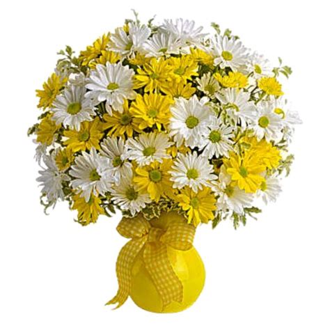 Upsy Daisy • Cross Creek Nursery And Landscape