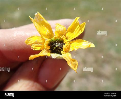 Monolopia Lanceolata Fotos Und Bildmaterial In Hoher Auflösung Alamy
