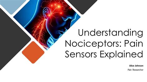 Understanding Nociceptors Pain Sensors Explained Ppt Presentation St Ai