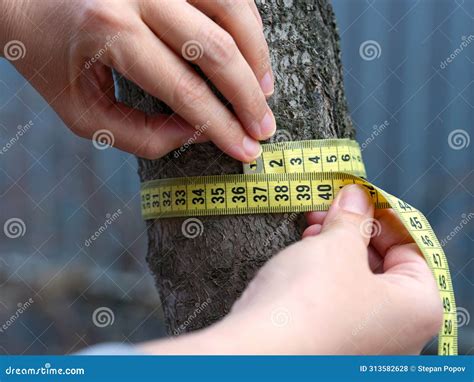 A Woman Measuring The Circumference Of A Tree With A Tape Measure Stock