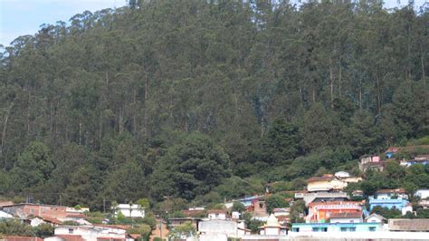 The Two Sides Of Eucalyptus In The Nilgiris The Hindu