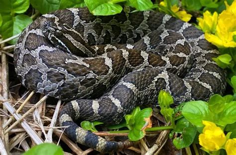 23 Michigan Snakes With Pictures And Identification
