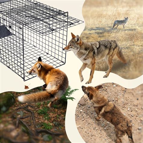 Evorzonha 59 Live Coyote Trap Cage Heavy Duty Humane Live
