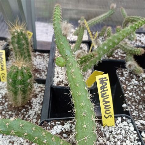 Trichocereus Cactus Species An Introductory Overview Freaky Cacti