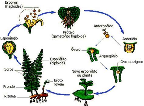 Botânica Taxonomia Ciclo Reprodutivo Das Pteridófitas