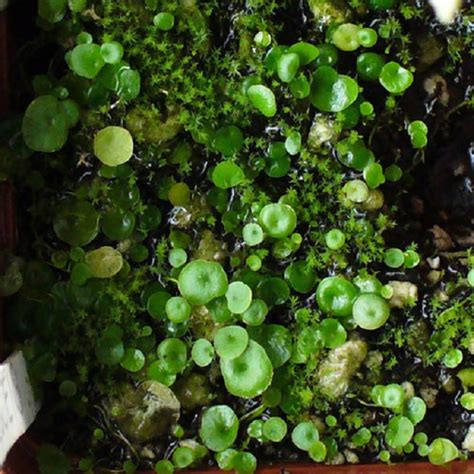 Utricularia Pubescens Earthpedia Plant