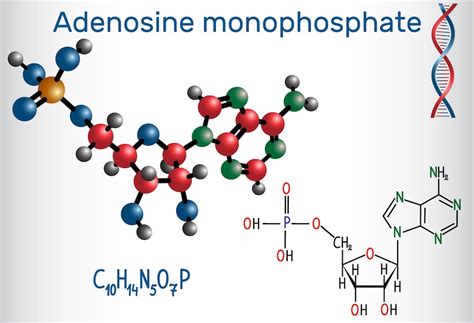 Premium Vector Adenosine Monophosphate Amp Molecule It Is An Ester Of