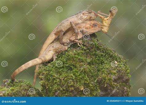 Two Oriental Garden Lizards Are Indeed A Cricket In The Bushes Stock