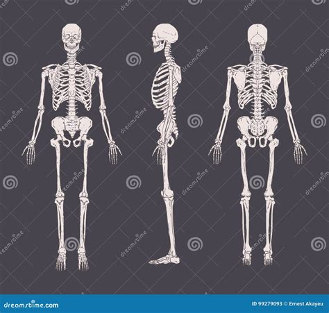 Set Of Realistic Skeletons Isolated On Gray Background Anterior
