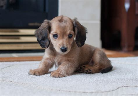 Dachshund Grooming Guide 13 Expert Tips Dogster