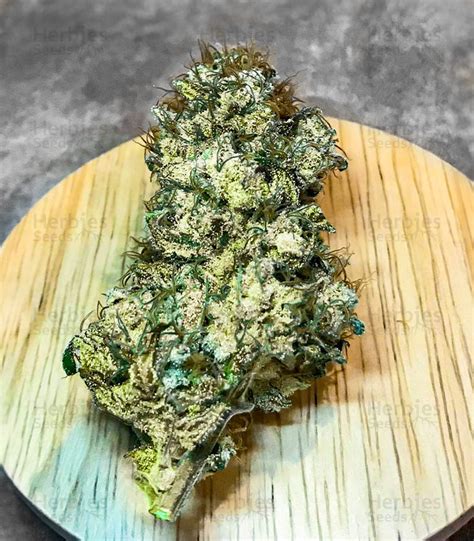 Blueberry Og Seeds Alphafem Seeds Cannabis Strain Seeds For Sale