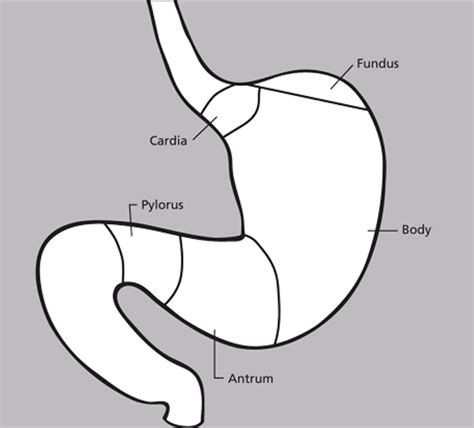 Parts Of The Stomach Stomach Human Anatomy
