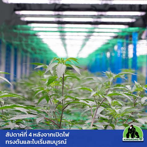 Horticulture Led · Wip Electric Co Ltd